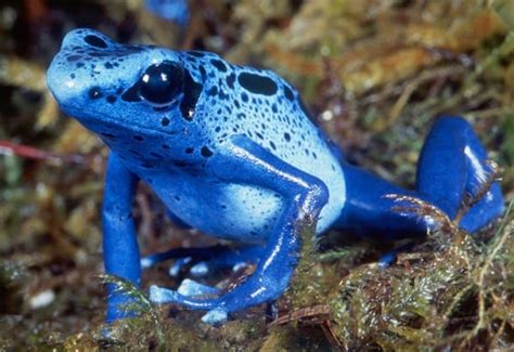 10 Most Poisonous Frogs In The World