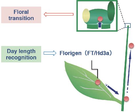 Figure 1 From Imaging Florigen Distribution In Vivo Semantic Scholar