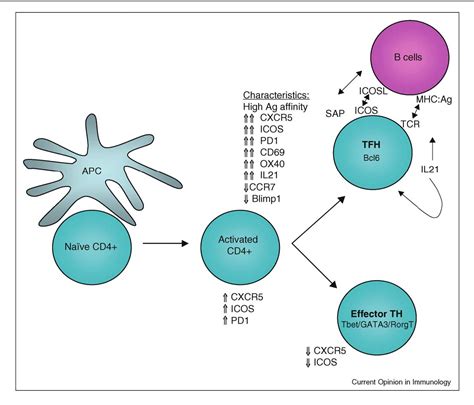 Figure 1 From Lineage Specification And Heterogeneity Of T Follicular