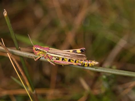 Grasshopper Re Introduction — From The Brink