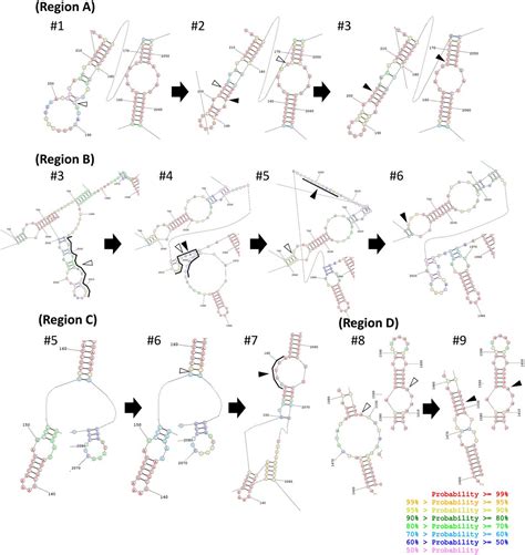 Structural Transition Of Replicable RNAs During In Vitro Evolution With