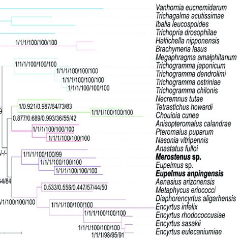 Phylogenetic Tree Inferred From Mrbayes And Iq Trees Based On The