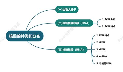 生物化学高频考点（二十三）之核酸的种类和分布内容及思维导图 知乎