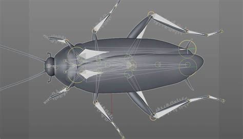 Cockroach 3d Model By 3dstudio