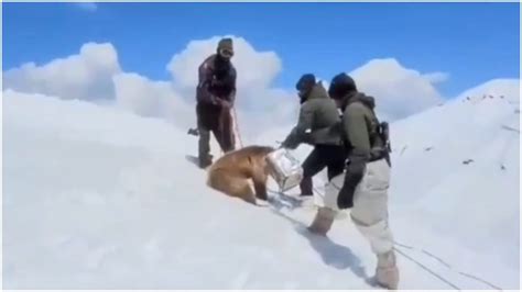Viral Video Indian Army Soldiers Rescue Himalayan Brown Bear Cub Stuck In Tin Can