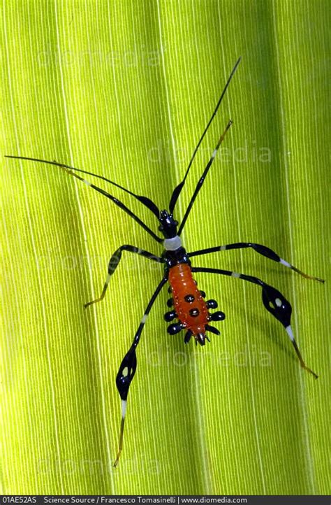 Stock Image 13574430 01ae52as Science Source Search Stock