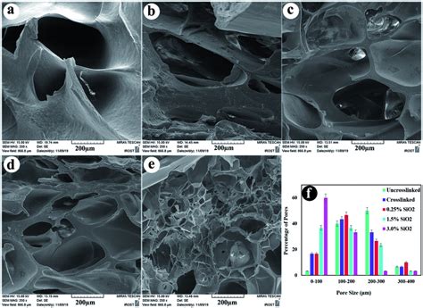 Cross Section Morphology Of Freeze Dried Hydrogels A Uncrosslinked