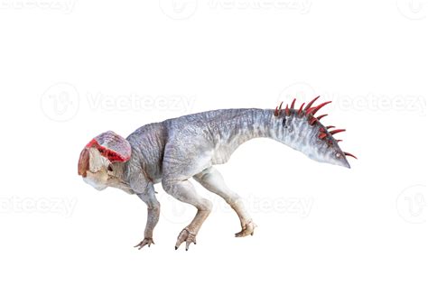 Protoceratops Dinosaur On Isolated Background 17217972 Png