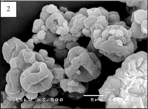 Scanning Electron Micrograph Sem Of Microparticles Coated With Pp