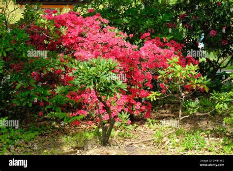 Berlin Germany Gardens Of The World Rhododendron Indicum Stock Photo Alamy