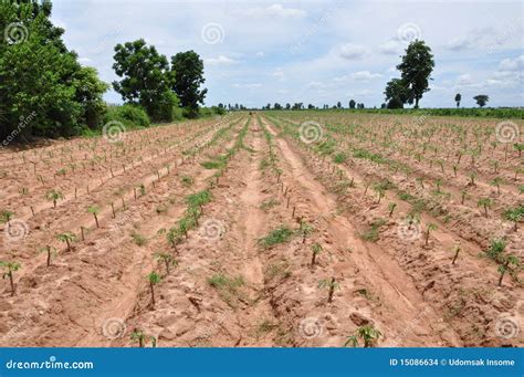 Cassava Field Stock Image 38190685