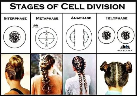 Science And Art მიტოზის ფაზები 😂 Mitosis Metaphase