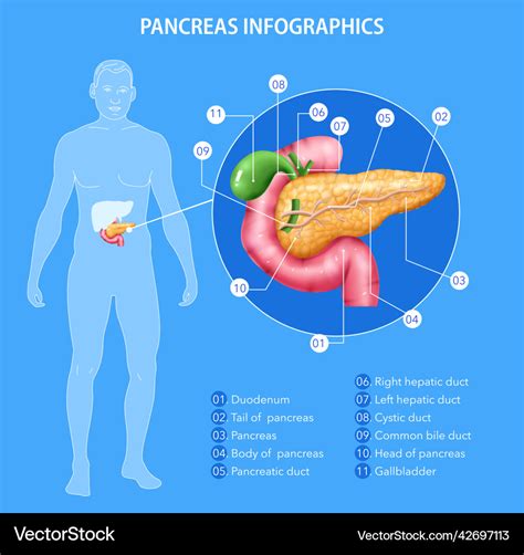 Realistic Pancreas Anatomy Infographics Royalty Free Vector