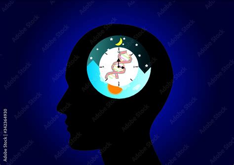 The Circadian Rhythms Are Controlled By Circadian Clocks Or Biological