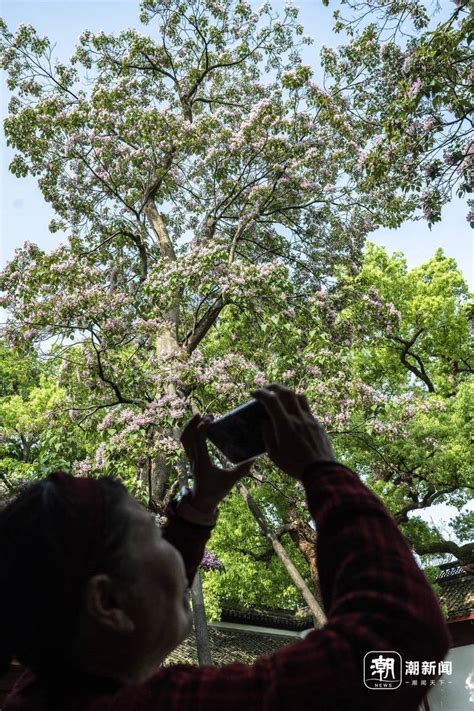 杭州530多岁华美古树开花 迎来最佳观赏期