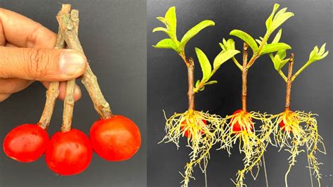 Do You Know We Can Grow Guava Cuttings Inside Tomato With Success
