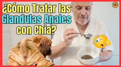 TRATAMIENTO DE LAS GLÁNDULAS ANALES INFLAMADAS EN PERROS CON SEMILLAS