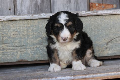 Black Bri F1 Mini Bernedoodle