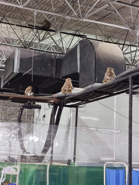 Baboon Cutouts To Counter Monkey Menace At Covid Centre Ibtimes India