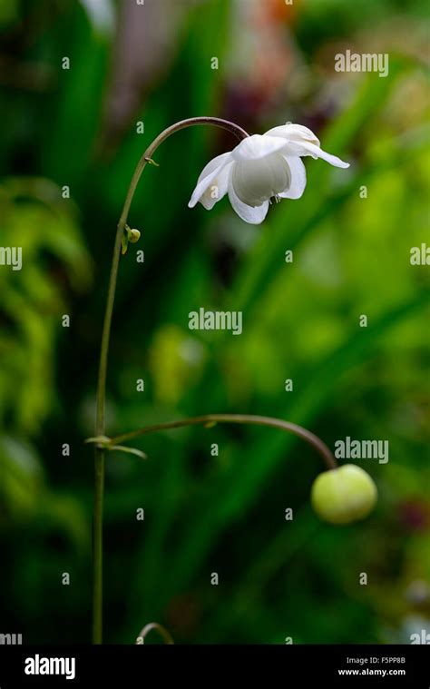 Anemonopsis Macrophylla Alba White Flower Flowers Rare Woodland Woodlander Shade Shady Japanese