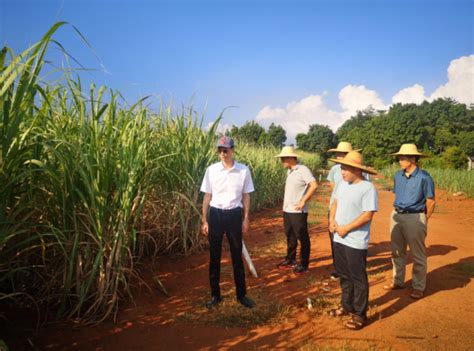 南亚热带作物研究所 新闻动态 广东省甘蔗剑麻产业技术体系创新团队首席专家陈骏佳到南亚所调研交流