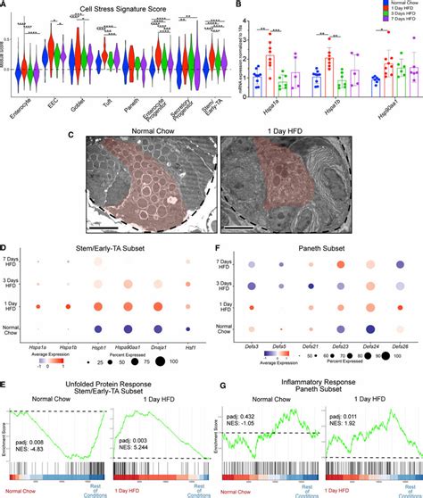 Hfd Triggers An Immediate Stress Response A Cell Stress Module Gene