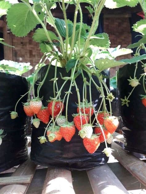 Pohon Stroberi Hidup Pohon Indukan Lazada Indonesia