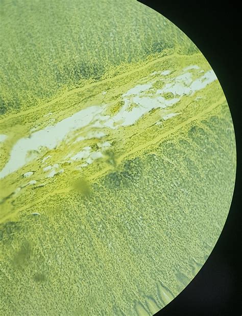Microscopy In Biology Class Rmicroscopy