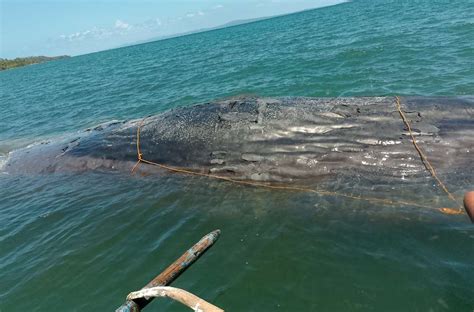 Sperm Whale Stranded Dies In Masbate Gma News Online