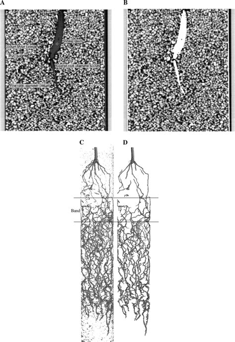 Wheat Root System After Banded P Treatment Imaged 29 Days After