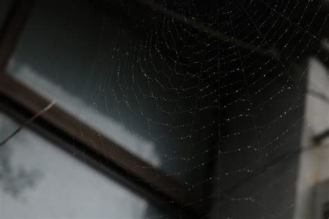 Cobweb Dew Wet Spider Free Photo On Pixabay Pixabay