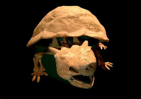 The Biology Blog Extinct Giant Turtle Found On Pacific Island