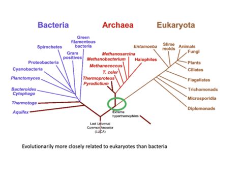Archaea Flashcards Quizlet