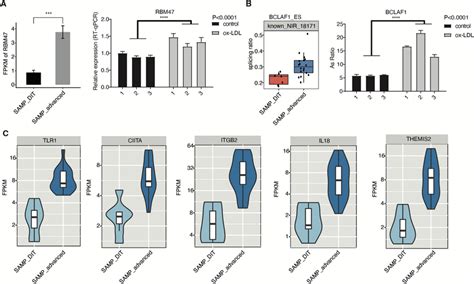 Rbm47 Is Involved In The Regulation Of Transcription Factor Tf Which