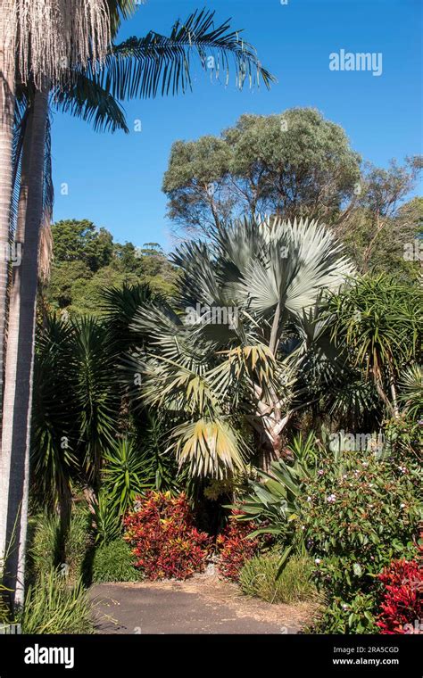 Mixed Foliage Plants In Sub Tropical Australian Private Garden In