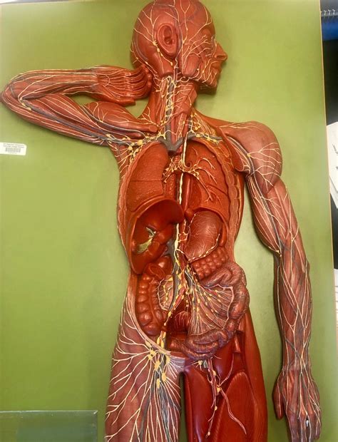 Lymphatic Structures Diagram Quizlet