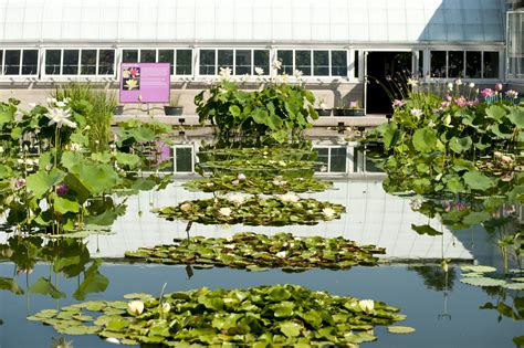Water Lily Pool Archives Plant Talk