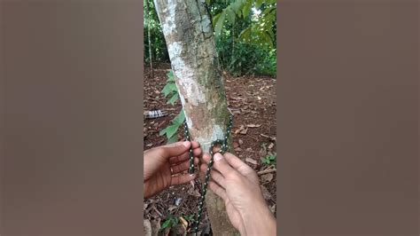 안 묶고 간단히 끼우는 텐트로프 매듭 낚시매듭 Knots Youtube