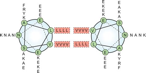 Representation Of A Phcc Peptide With A Helical Wheel Structure