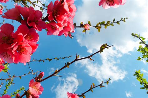 Quali Sono I Fiori Del Mese Di Aprile Tutte Le Immagini Per Riconoscerli