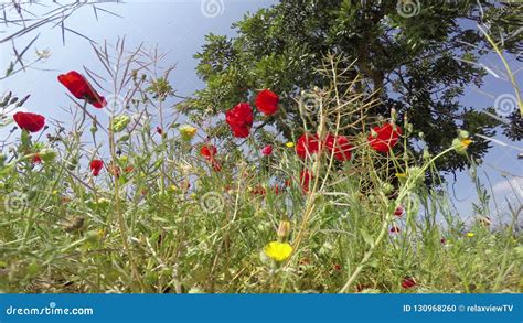 Poppy Flower Fields Set In A Blue Sky Background In A Glorious Spanish
