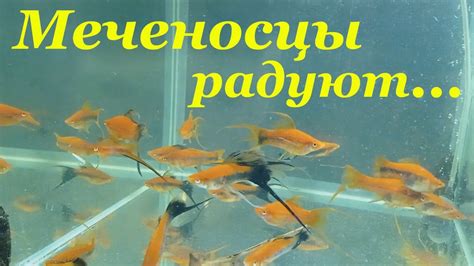 Меченосцы размножение Мальки меченосцев Живородящие аквариумные рыбки ...