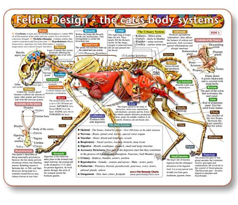 Feline Design The Cats Body Systems A Double Sided Laminated