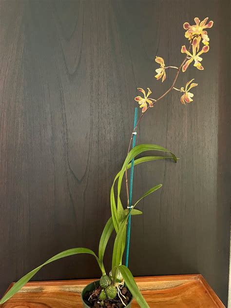 Encyclia Alata X Encyclia Fowliei La Foresta Orchids