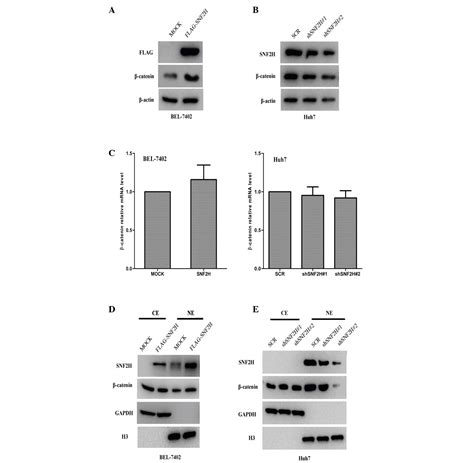 Snf2h Promotes Hepatocellular Carcinoma Proliferation By Activating The