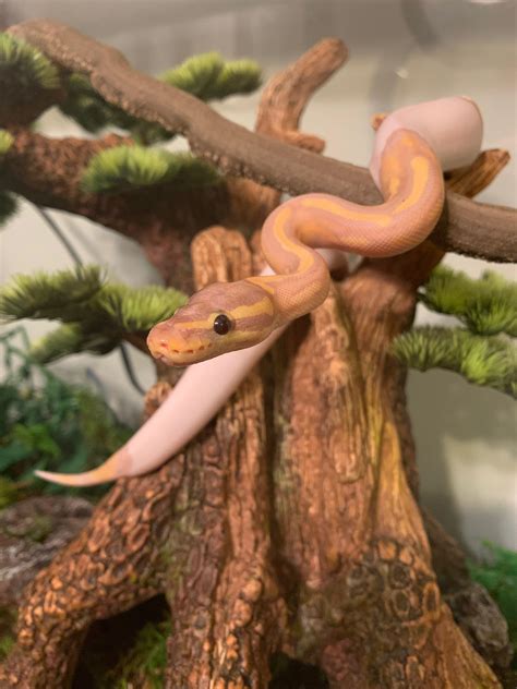 meet charlie the ball python r ballpython