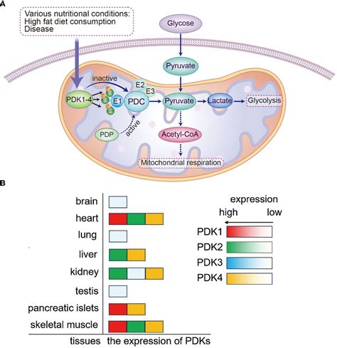 Pyruvate Dehydrogenase Complex Diagram