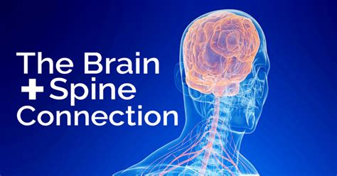 The Brain Spine Connection • Hills Spinal Health