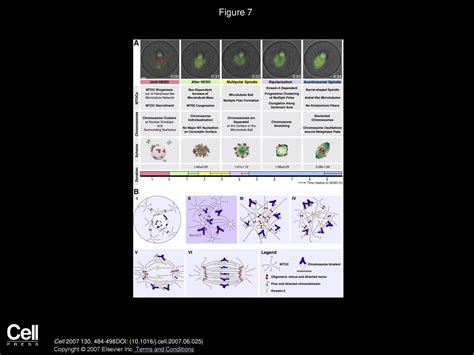Self Organization Of Mtocs Replaces Centrosome Function During