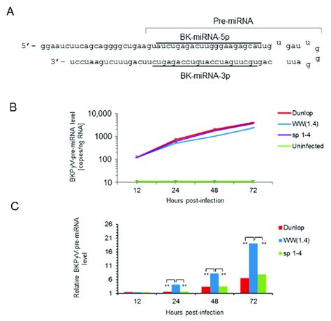 Time Course Of Bkpyv Pre Mirna Expression In Infected Rptecs A